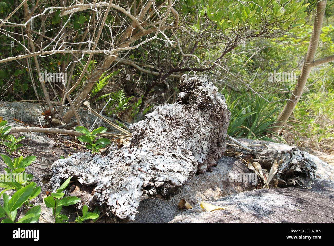 snag on the shore of an uninhabited island of the archipelago Koh Lipe ...