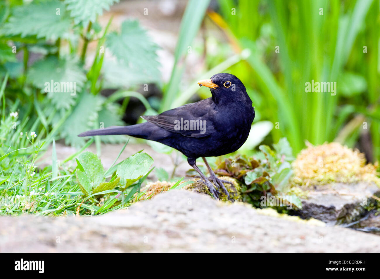 blackbird turdus merula in garden setting Stock Photo - Alamy