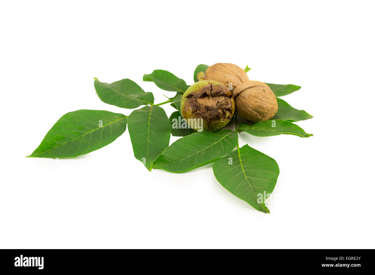 bunch of walnuts on a white background Stock Photo - Alamy