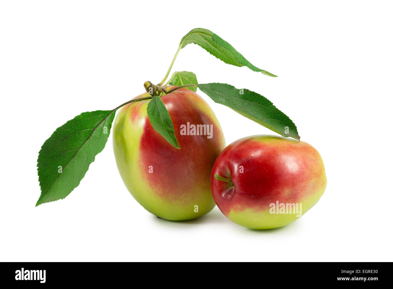 two apples on a white background Stock Photo - Alamy