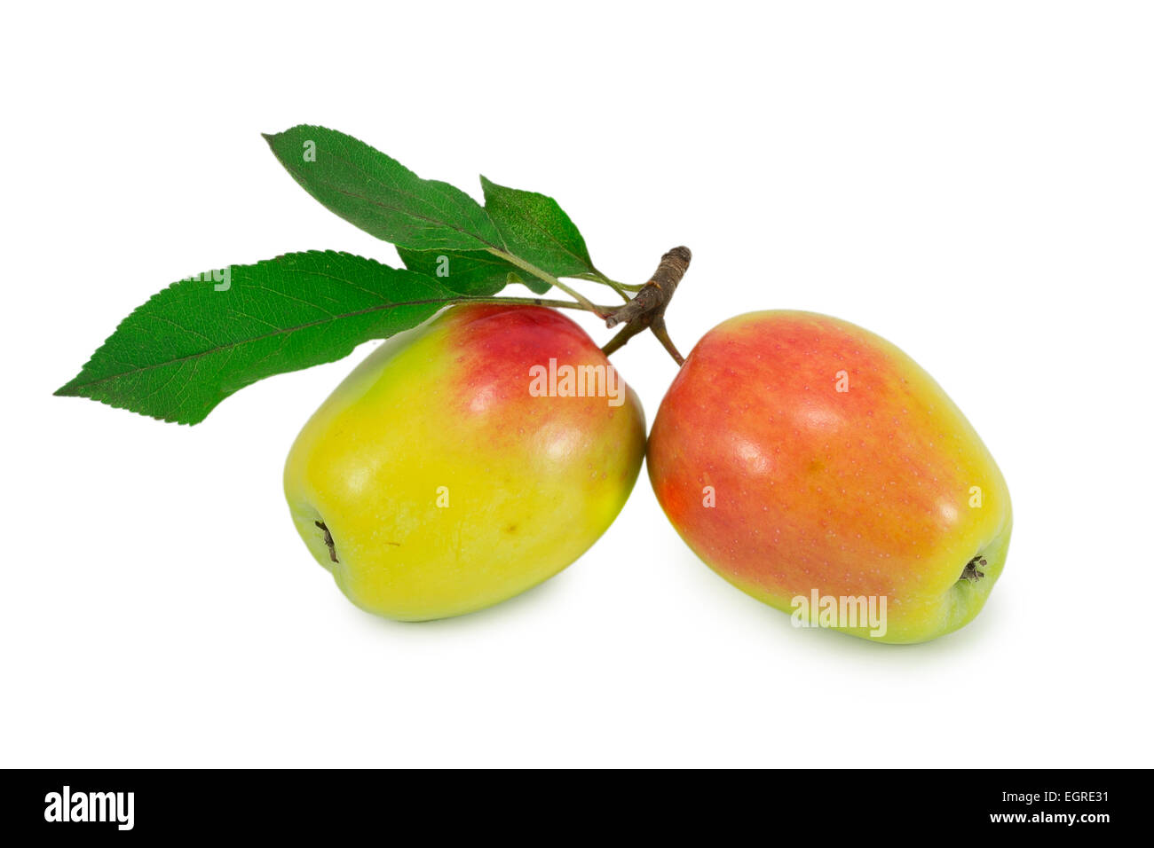 two apples on a white background Stock Photo - Alamy