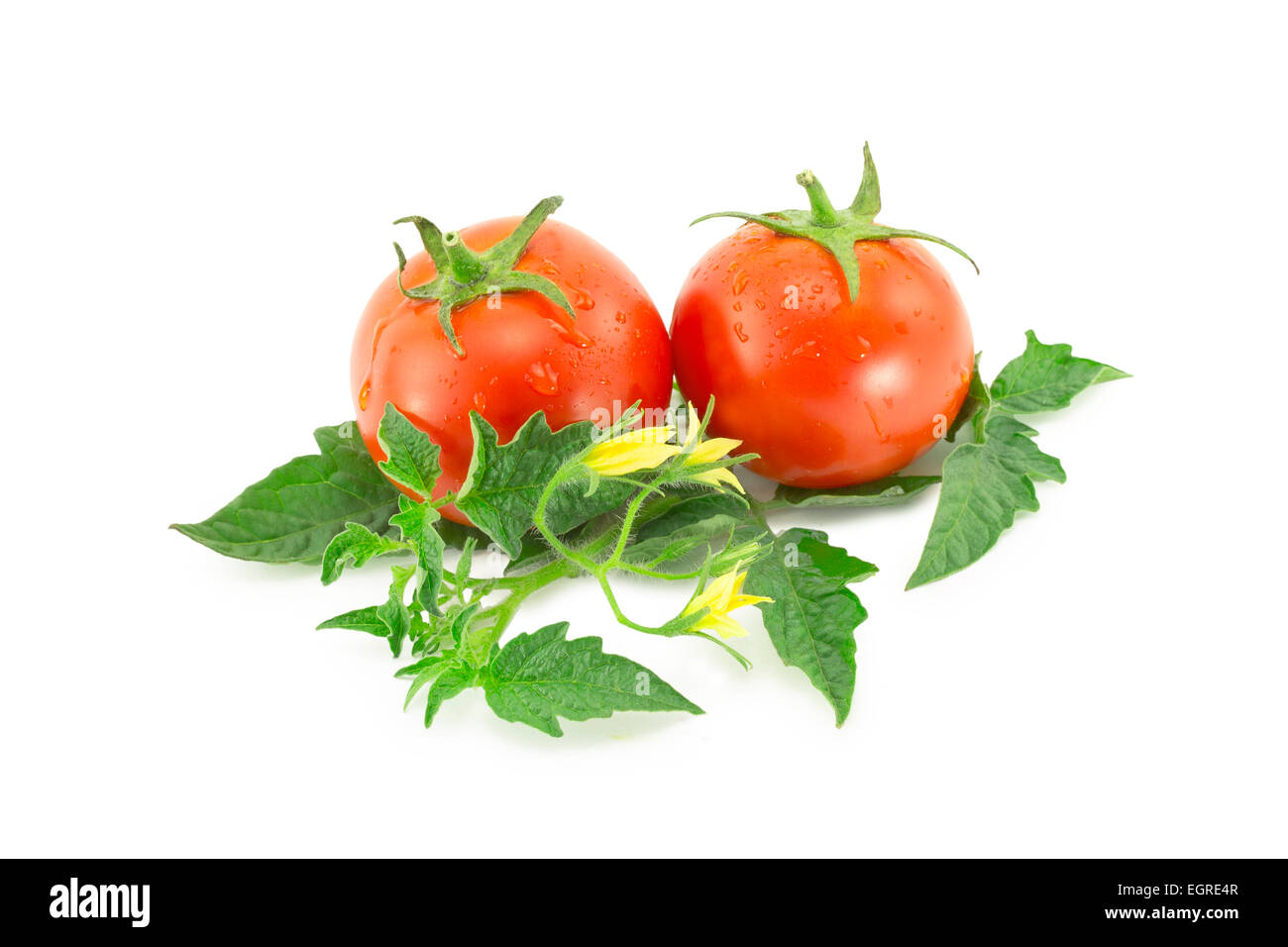 Two clean red tomatoes Cut Out Stock Images & Pictures - Alamy