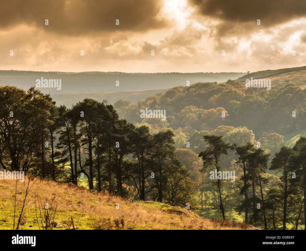 Evening sunlight across Wheeldale looking through Scots PInes towards ...