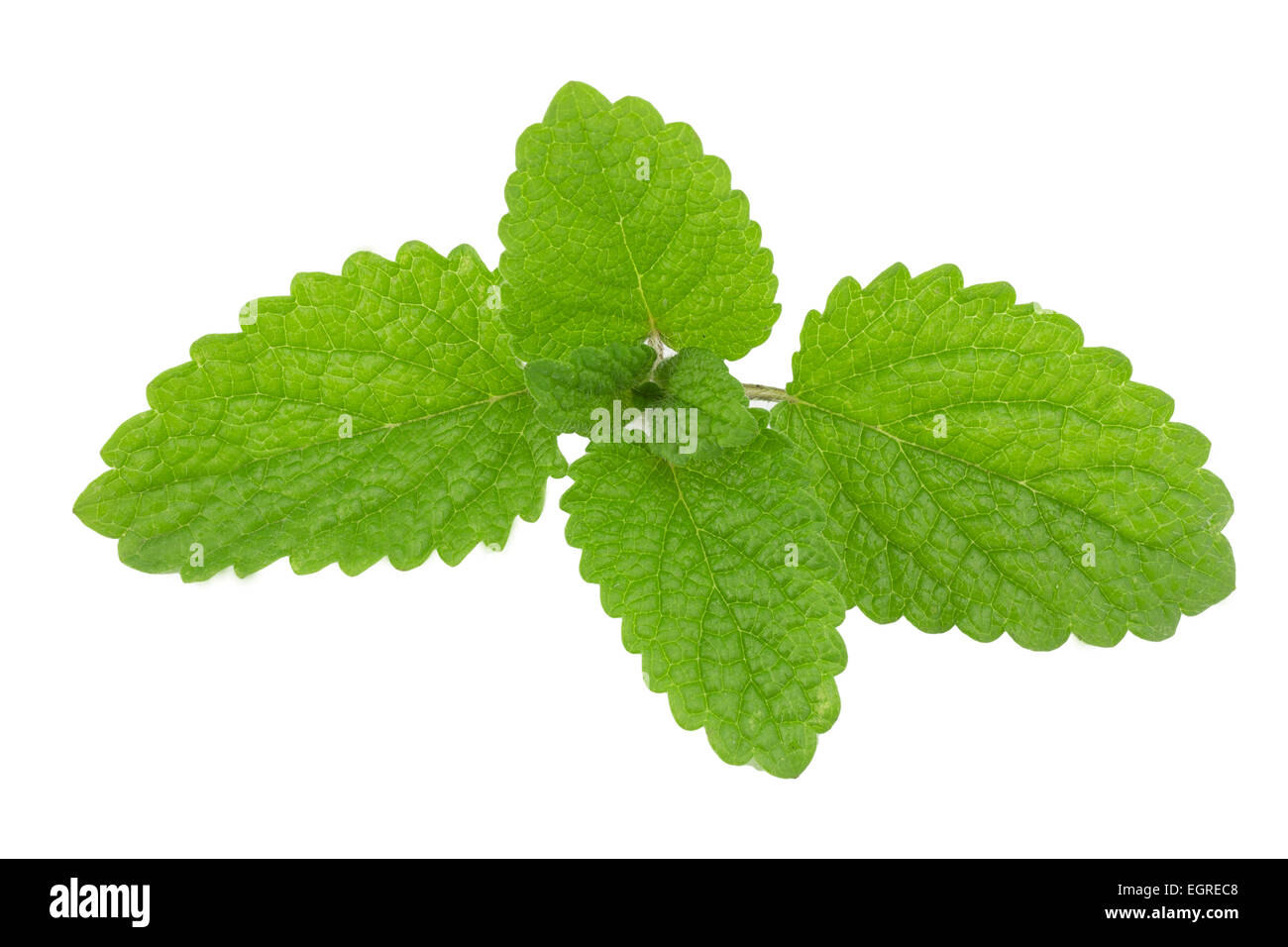 sprig of lemon balm on white background Stock Photo - Alamy