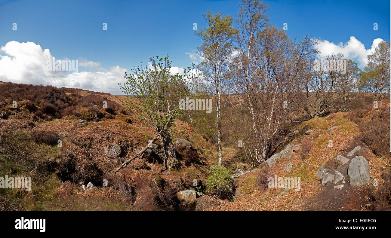 Spring arrives on the North York Moors Stock Photo - Alamy