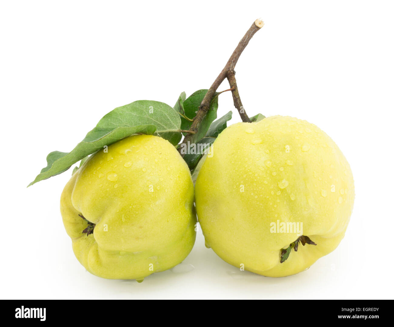 quince, apple quince, apple on a white background Stock Photo - Alamy