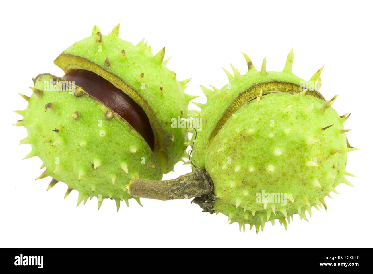 chestnut, sweet chestnut, on a white background Stock Photo - Alamy