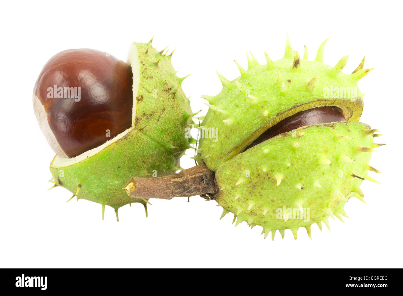 chestnut, sweet chestnut, on a white background Stock Photo - Alamy