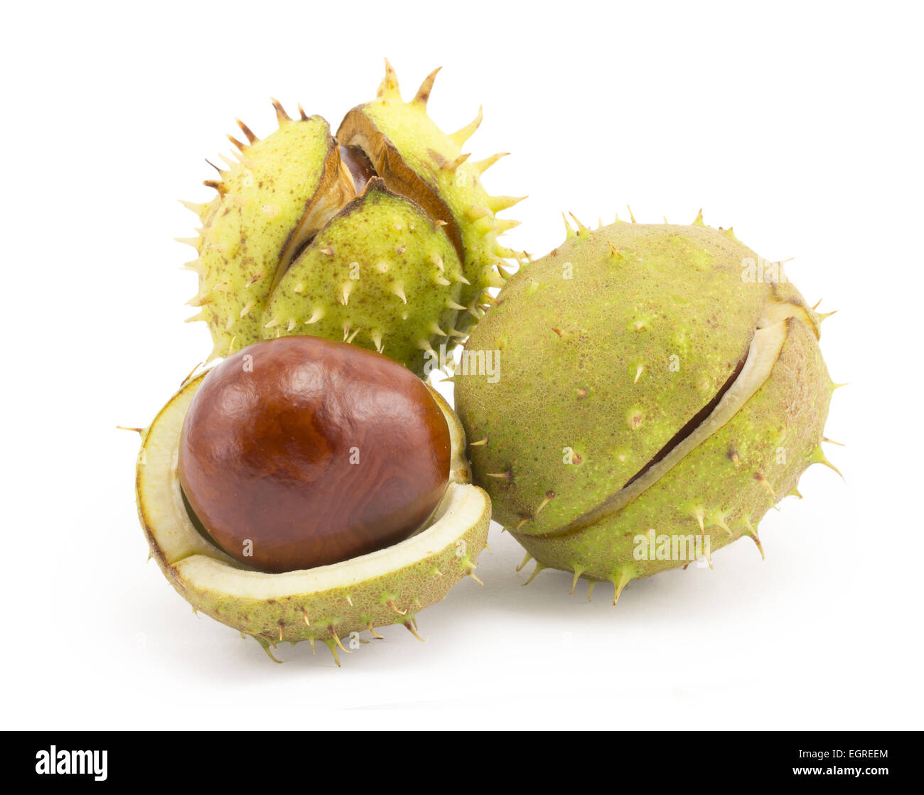 chestnut, sweet chestnut, on a white background Stock Photo - Alamy