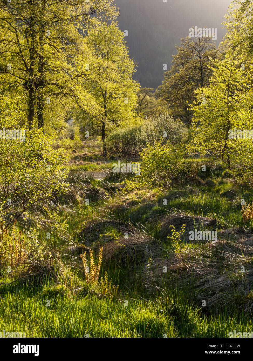 Woodland in Spring sunshine, UK Stock Photo - Alamy