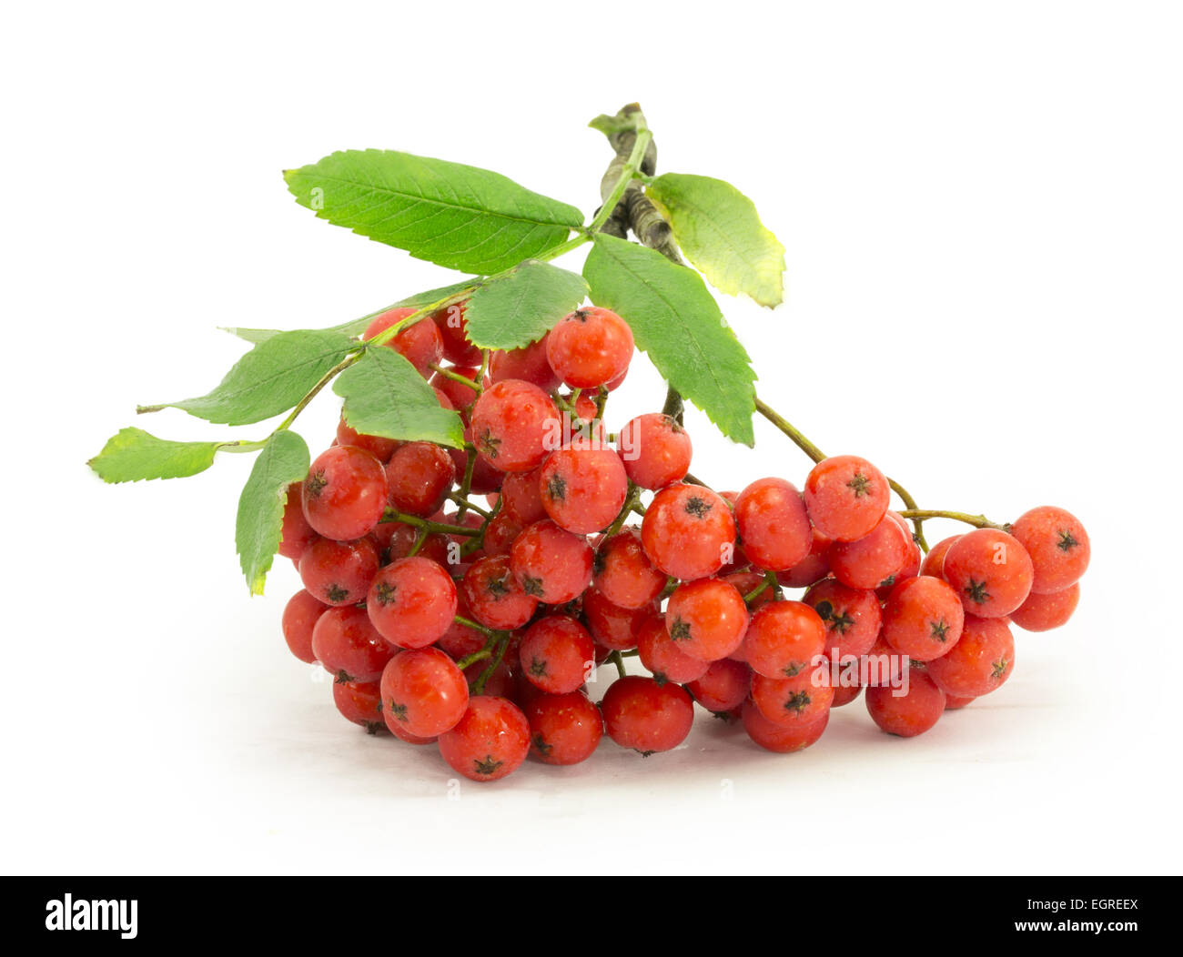 Wild orange tree ripe Cut Out Stock Images & Pictures - Alamy