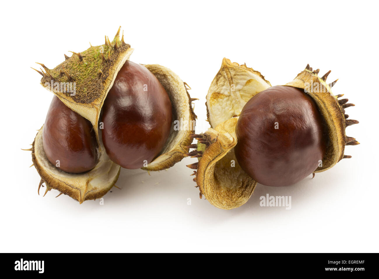 three chestnut on a white background Stock Photo - Alamy