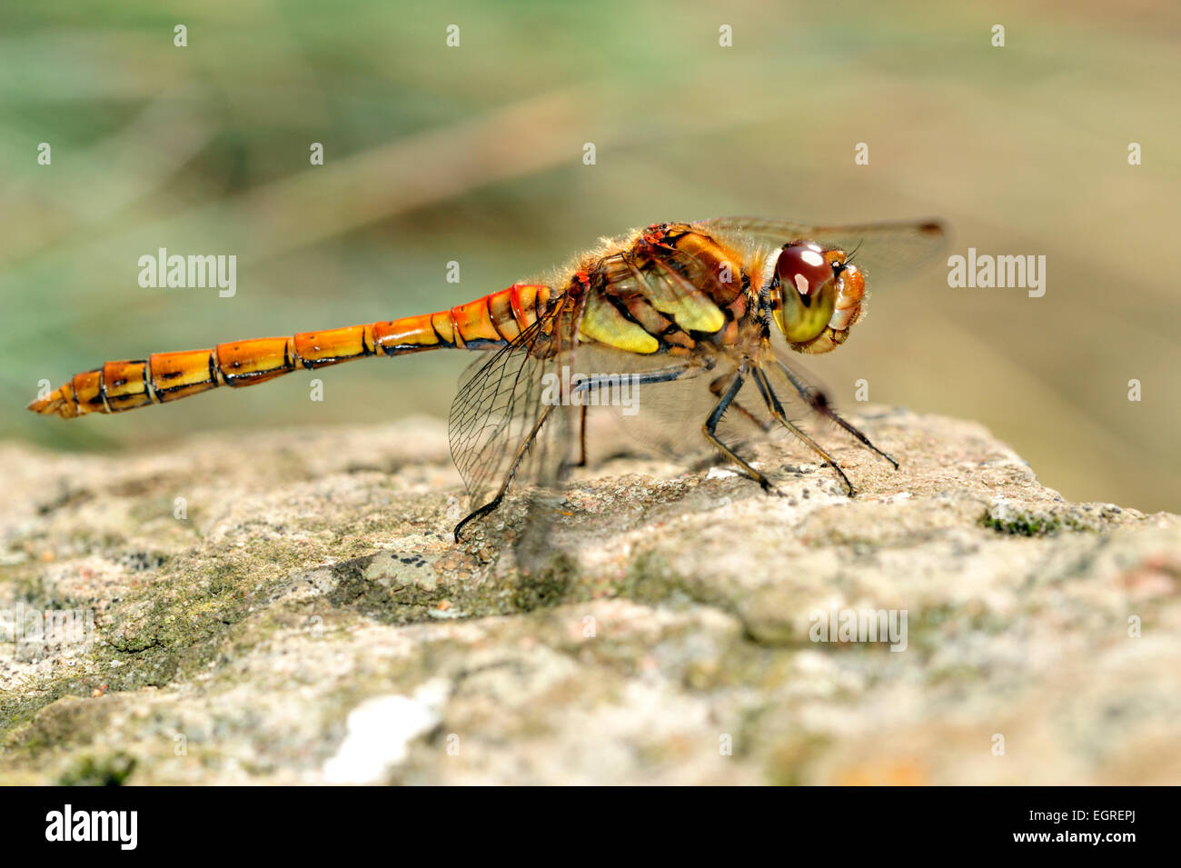Immature common darter hi-res stock photography and images - Alamy