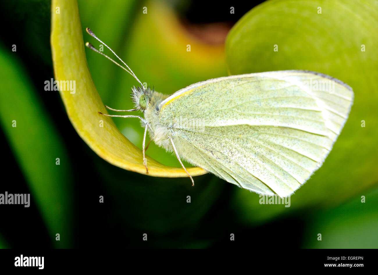 Pieris rapae common name small white one of the butterflies known as ...
