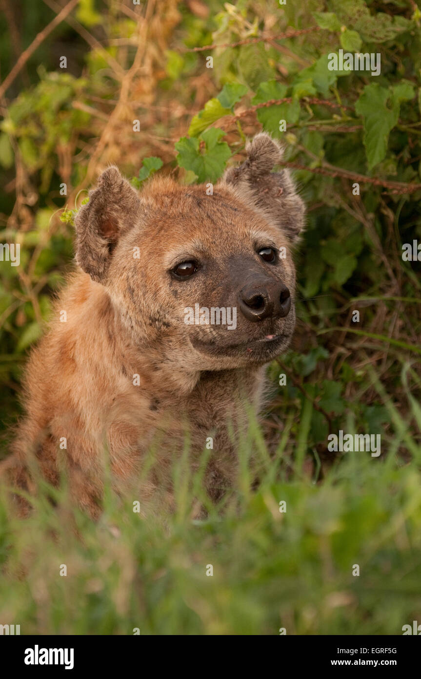 Spotted hyena-head shot Stock Photo - Alamy