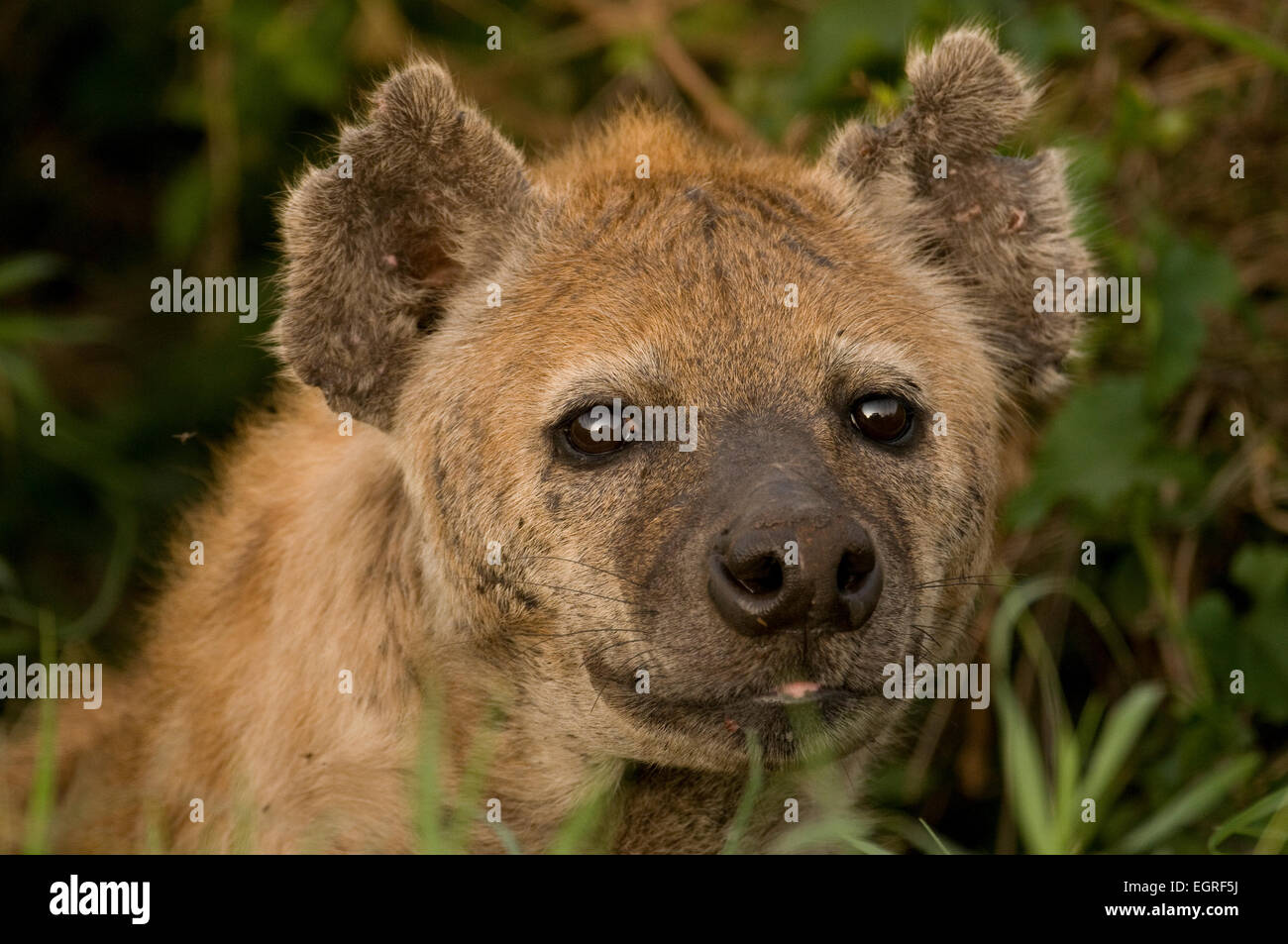 Spotted hyena-head shot Stock Photo - Alamy