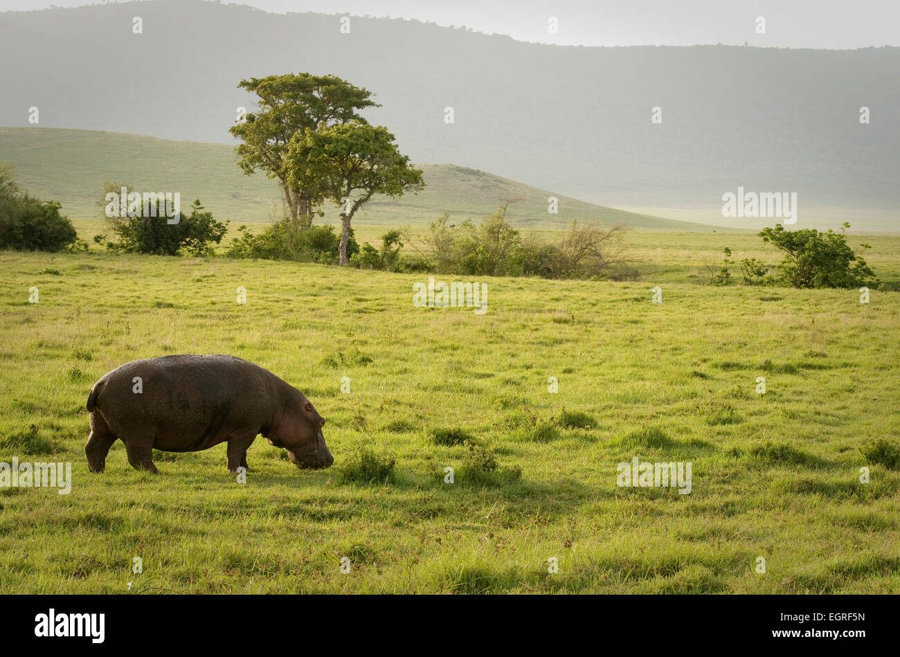 Hippopotamus amphibius grazing hi-res stock photography and images - Alamy