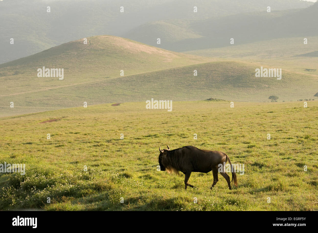 White-bearded wildebeest walking Stock Photo - Alamy