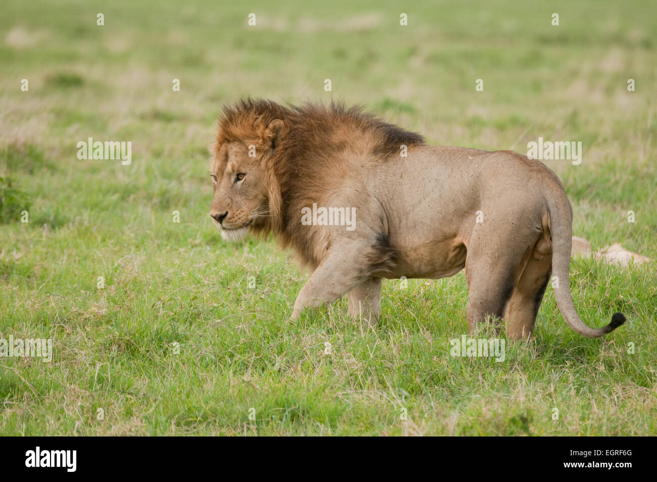 Male lion in plains Stock Photo - Alamy