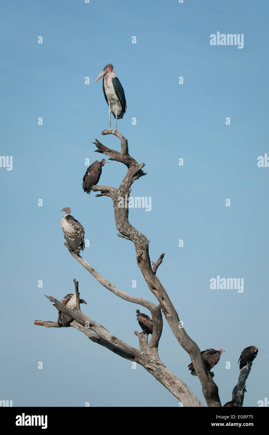 Vultures and Marabou stork perched in dead tree Stock Photo - Alamy