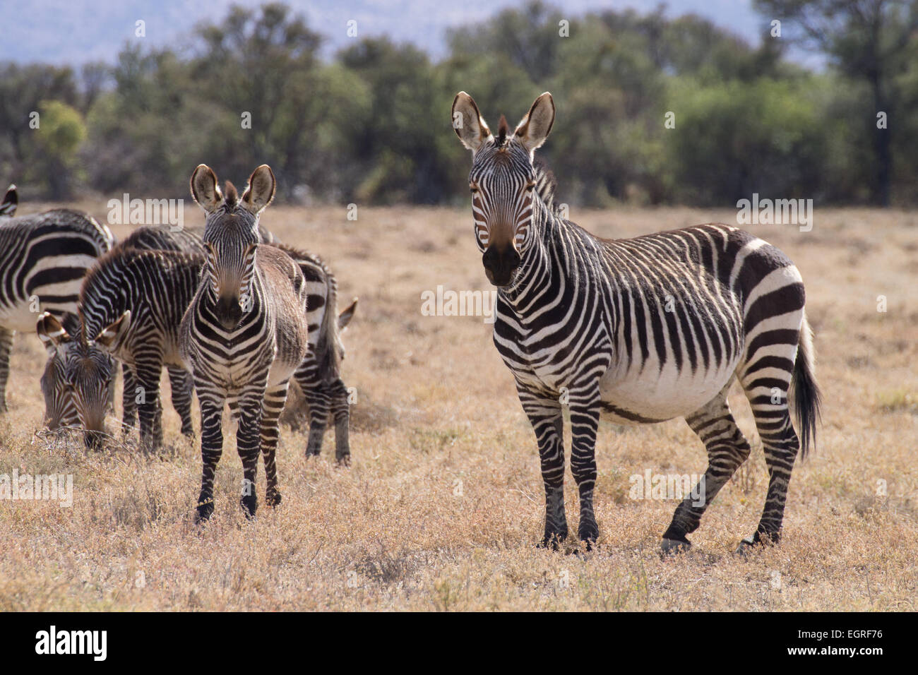 Zebra mountain hi-res stock photography and images - Alamy