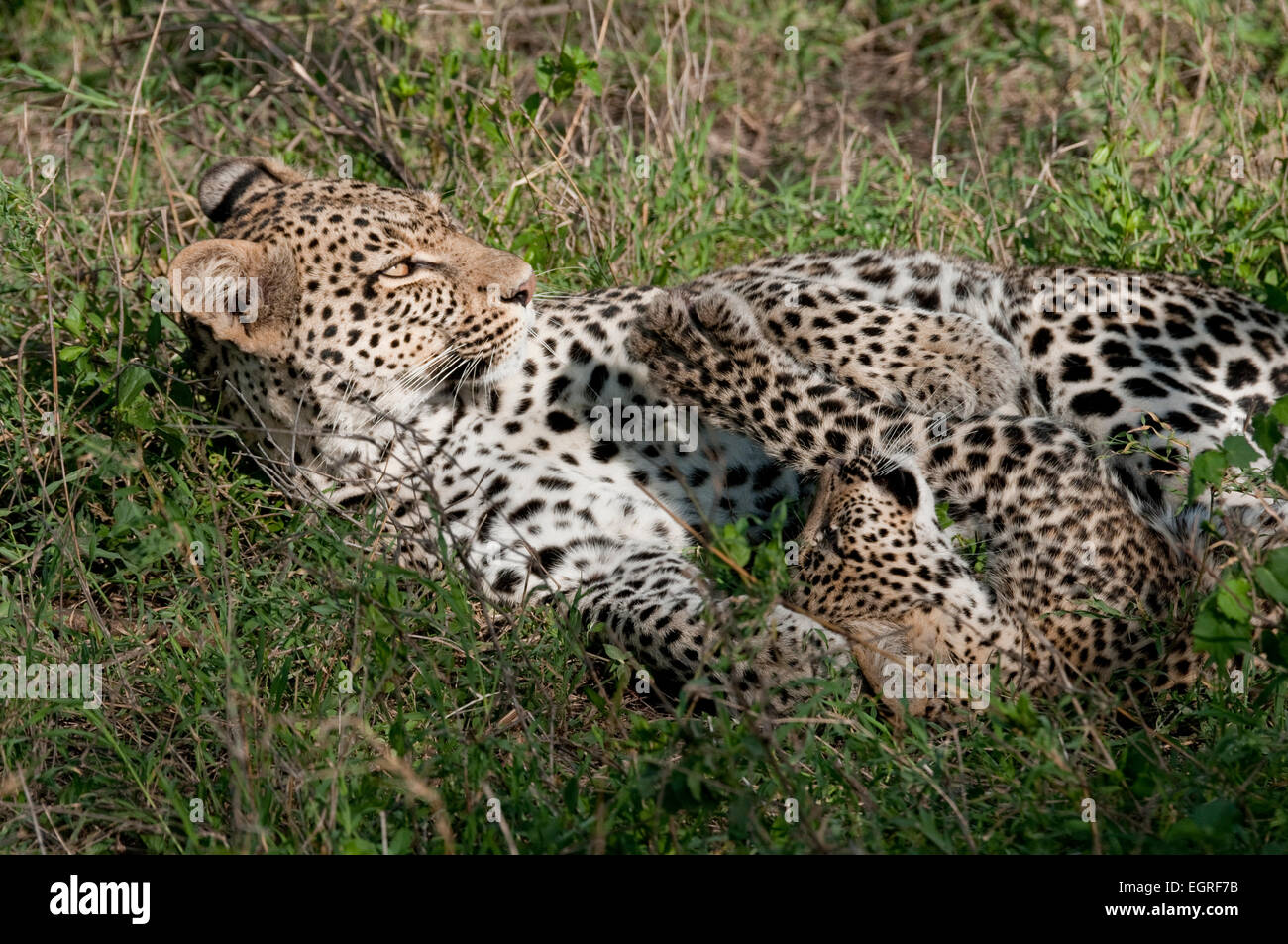 Leopard and young lying down in grasses Stock Photo - Alamy