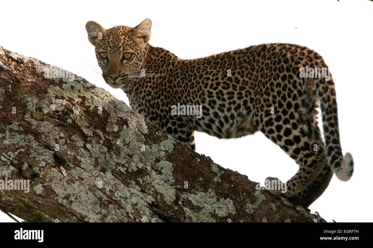 Young leopard standing in tree Stock Photo - Alamy