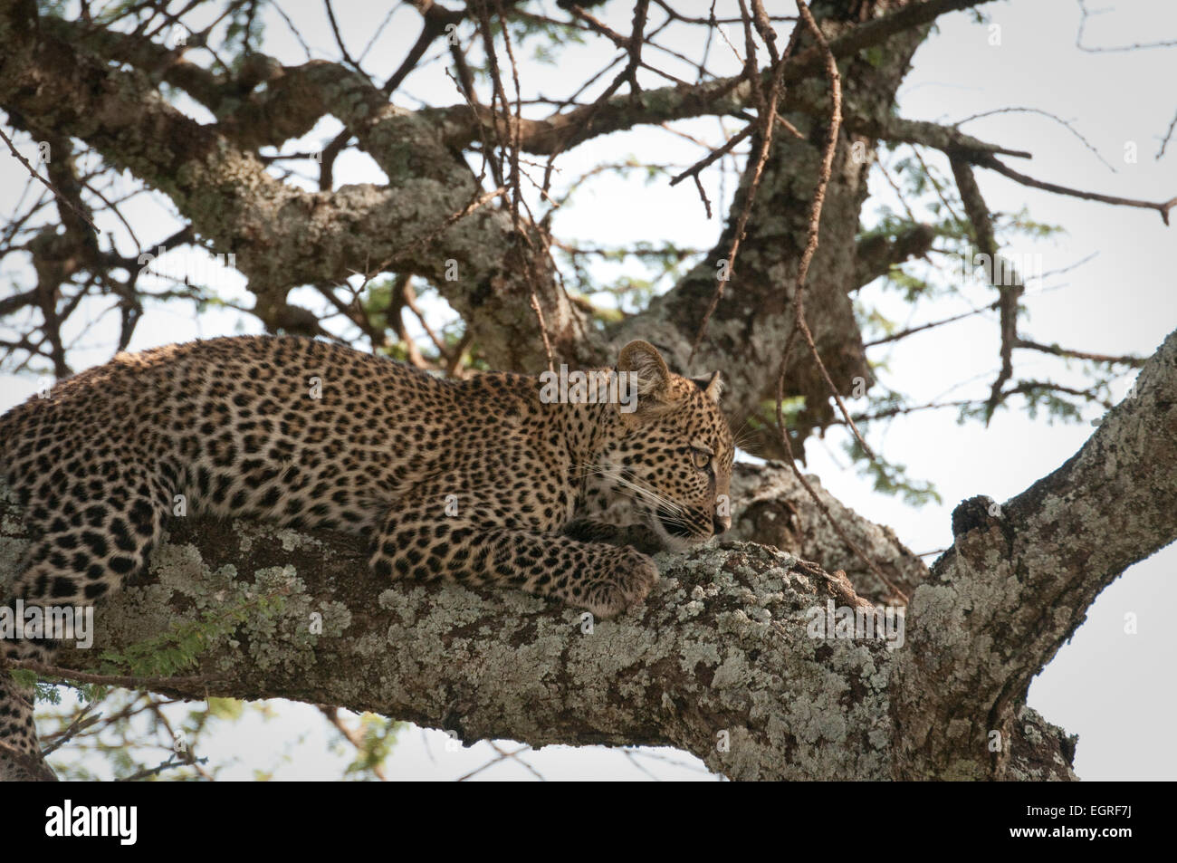 Young leopard lying in tree Stock Photo - Alamy