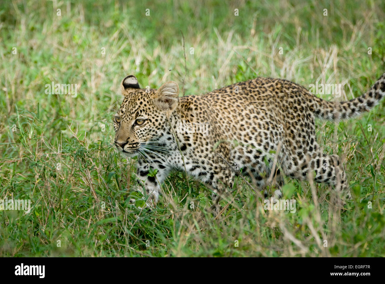 Young leopard walking in plains Stock Photo - Alamy