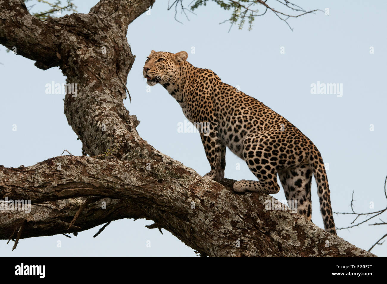 Leopard Standing In Tree Stock Photos & Leopard Standing In Tree Stock ...