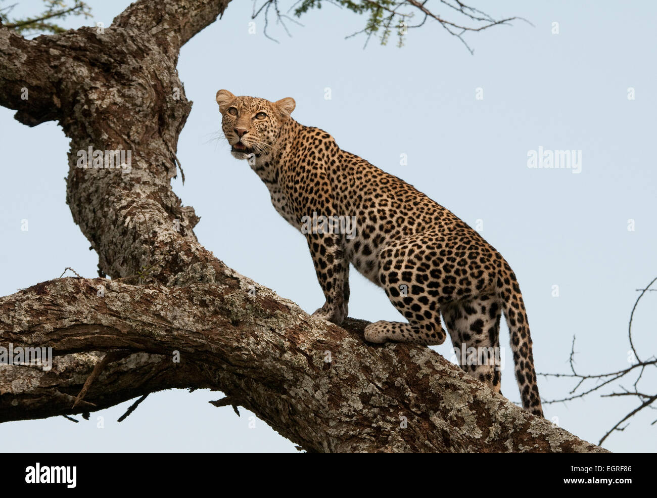 Leopard standing in tree Stock Photo - Alamy