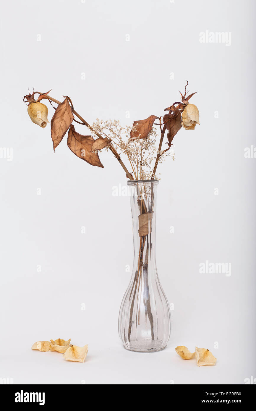 Preserved roses hi-res stock photography and images - Alamy