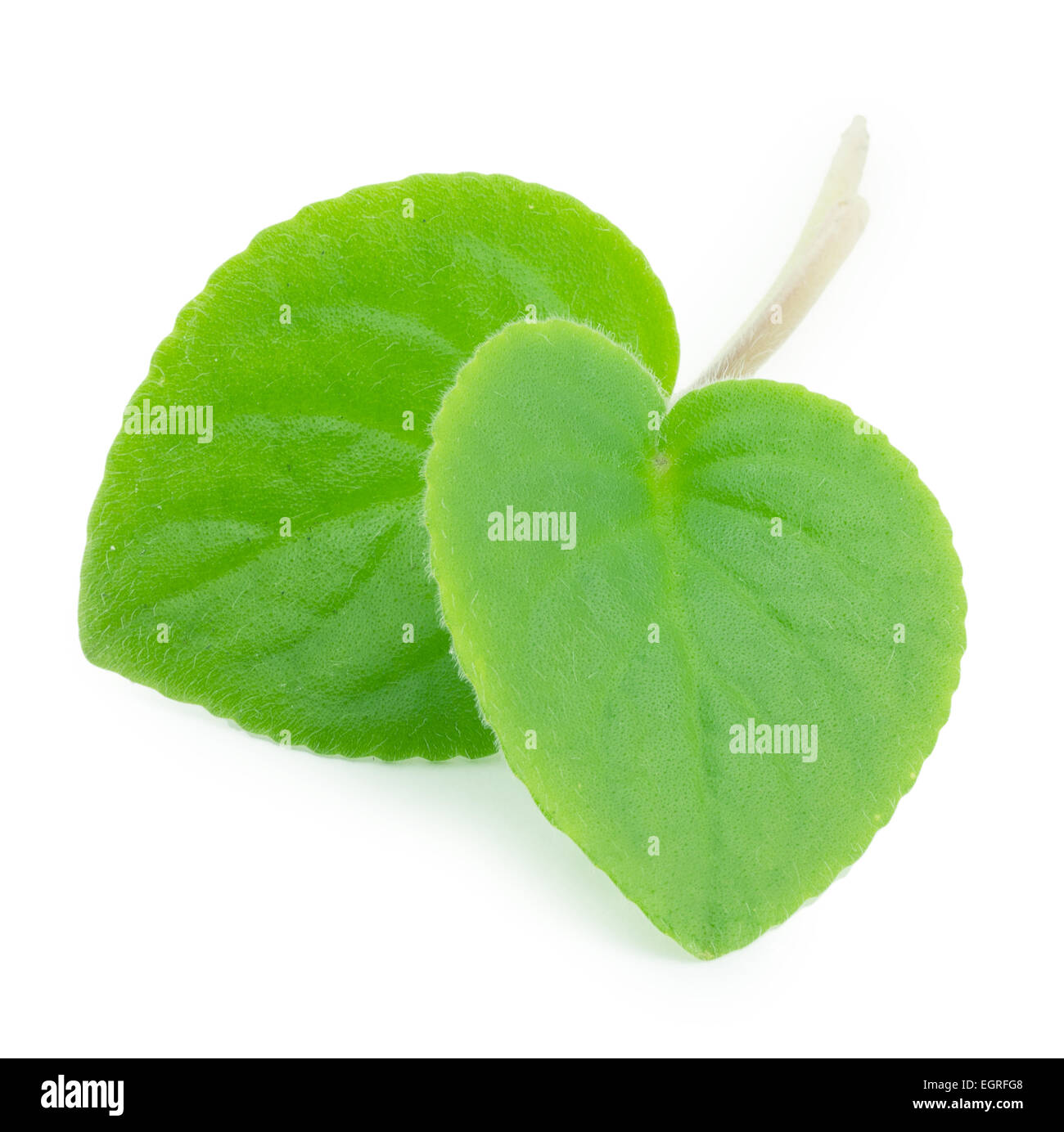 two green leaf isolated on white background Stock Photo - Alamy