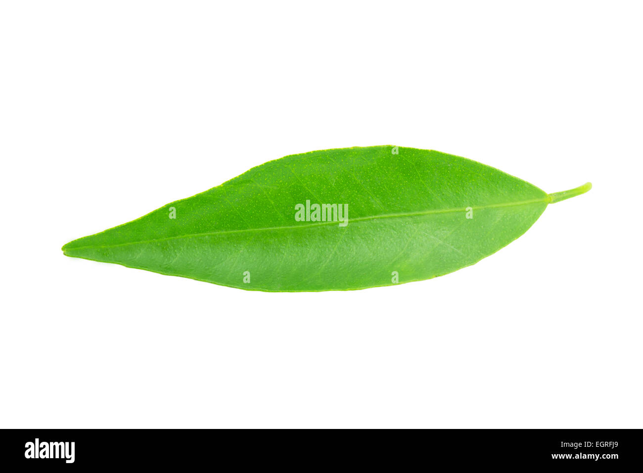 mandarin leaf isolated on white background Stock Photo - Alamy