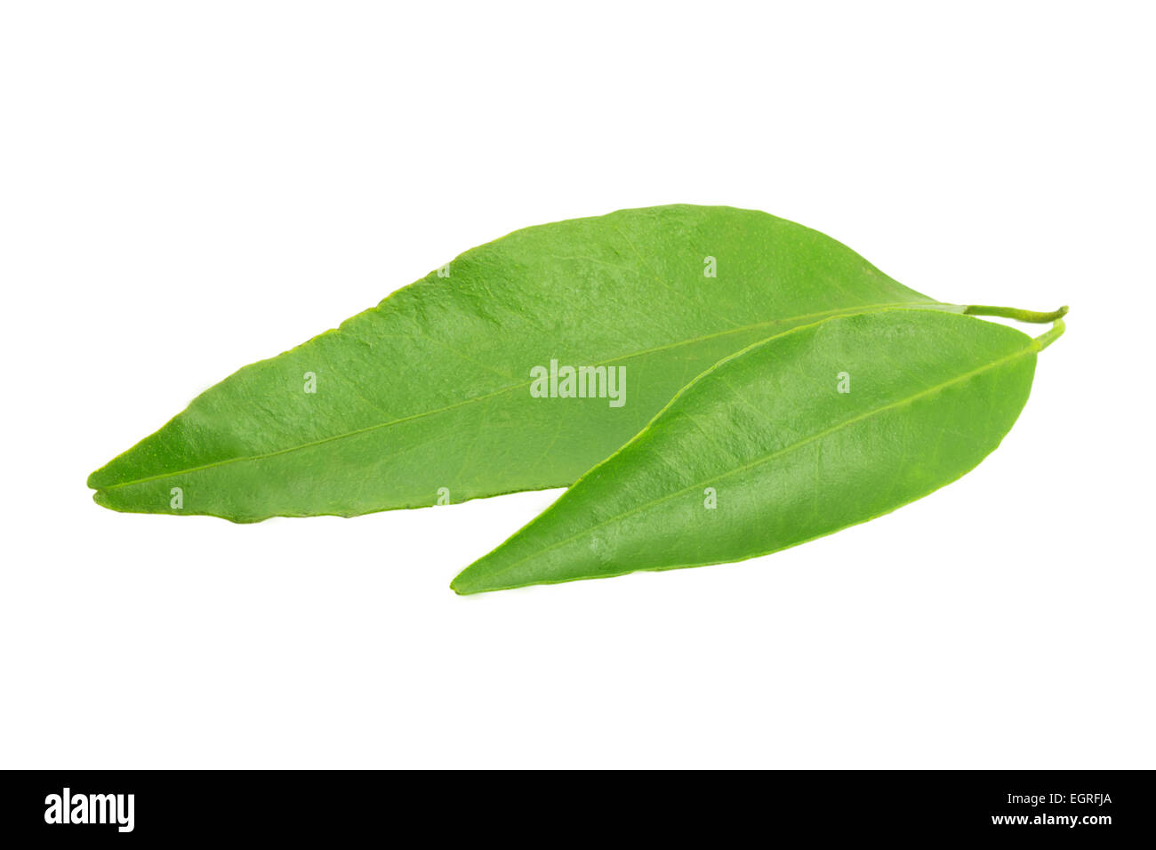 mandarin leaf isolated on white background Stock Photo - Alamy