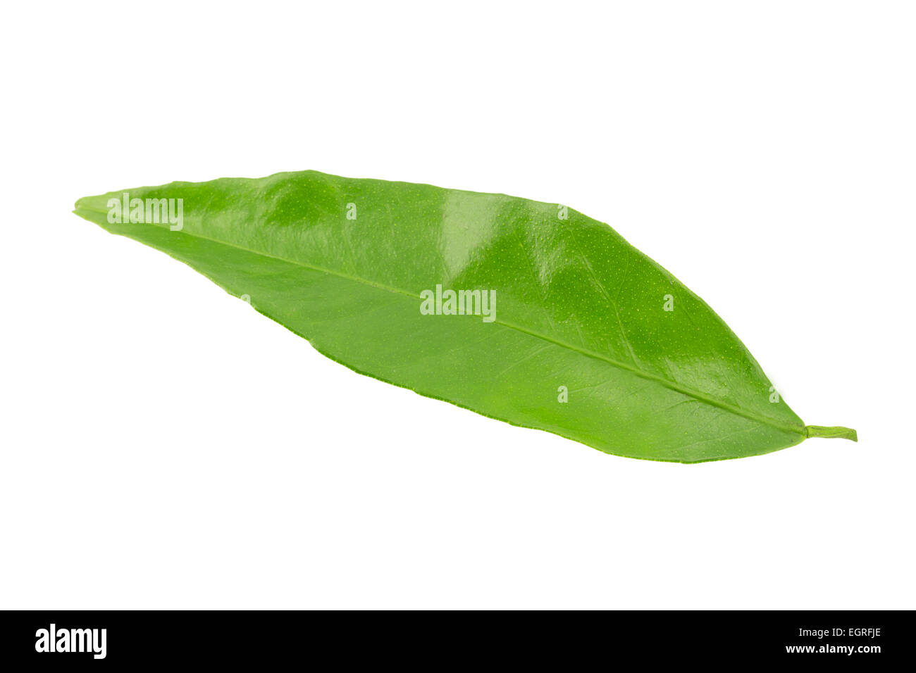 mandarin leaf isolated on white background Stock Photo - Alamy