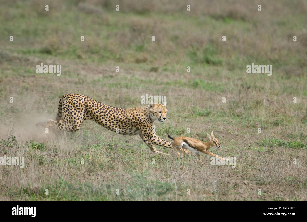 Cheetah Running After Prey