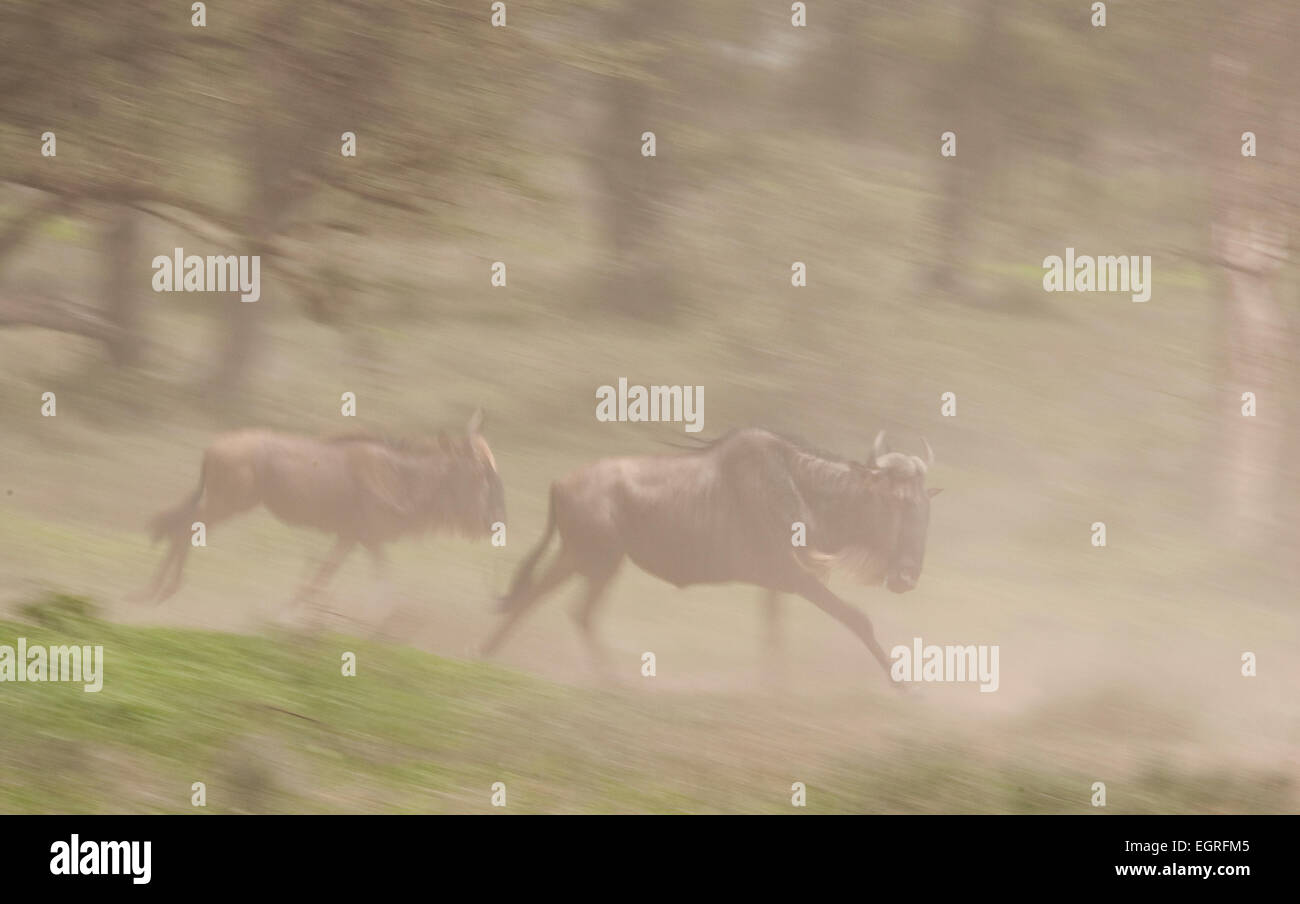 Wildebeest run two hi-res stock photography and images - Alamy