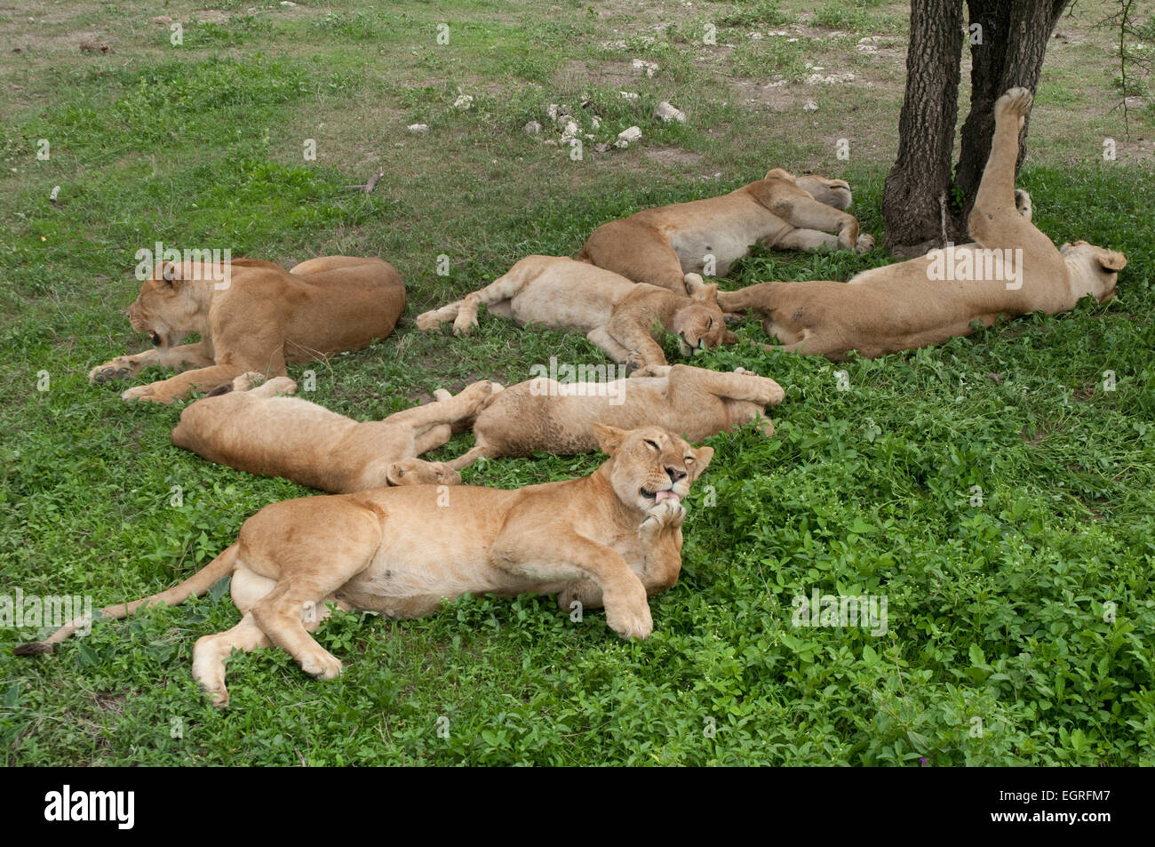 Wild lions pride in african hi-res stock photography and images - Alamy