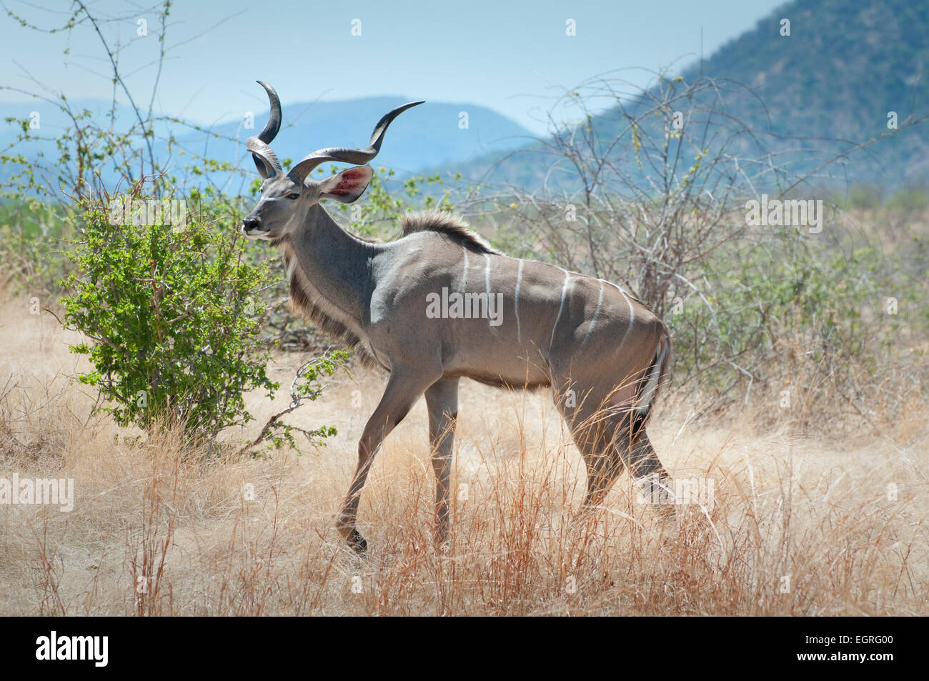 Male Greater kudu walking Stock Photo - Alamy