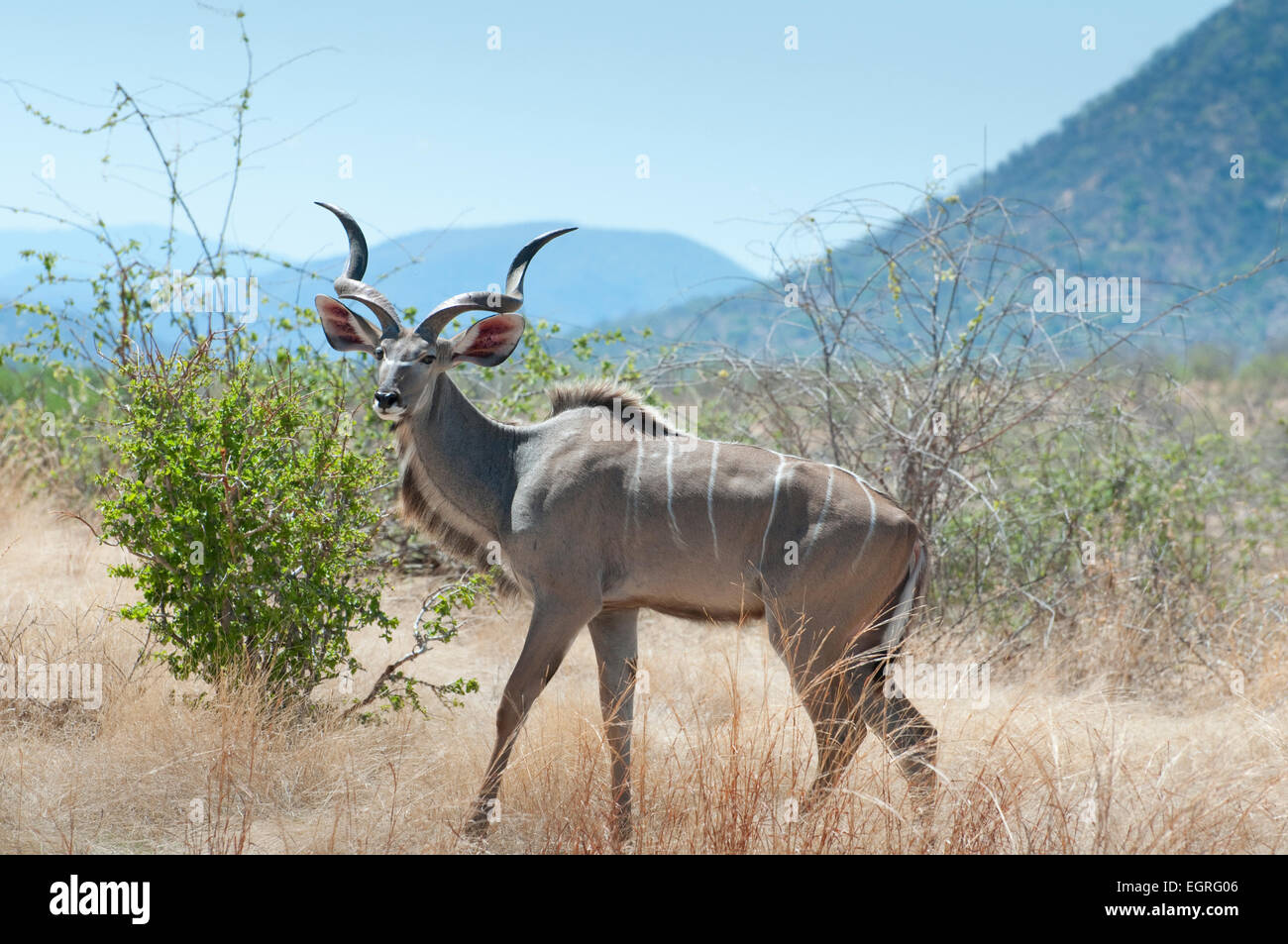 Male Greater kudu standing Stock Photo - Alamy