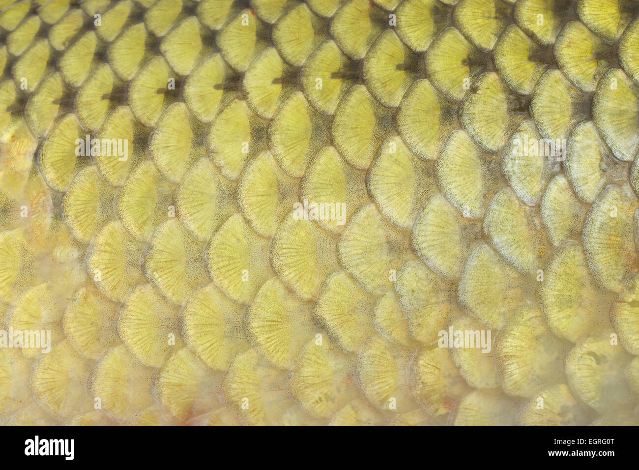 Fish scale tiles hi-res stock photography and images - Alamy