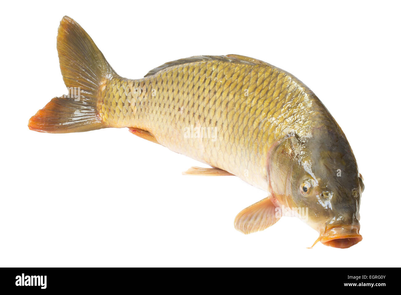 Underwater carp Cut Out Stock Images & Pictures - Alamy