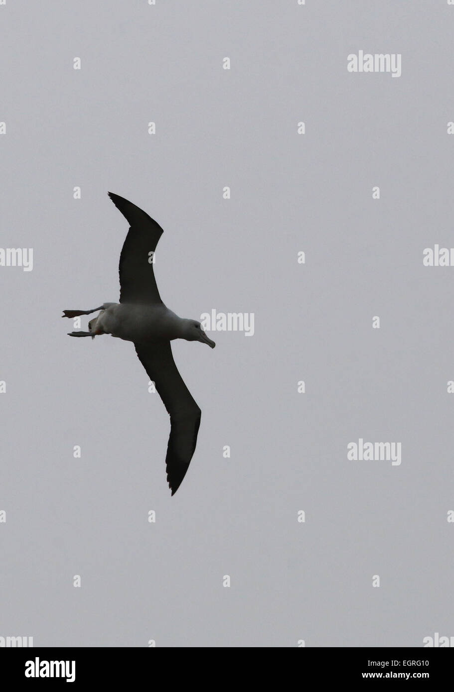 Northern albatross hi-res stock photography and images - Alamy