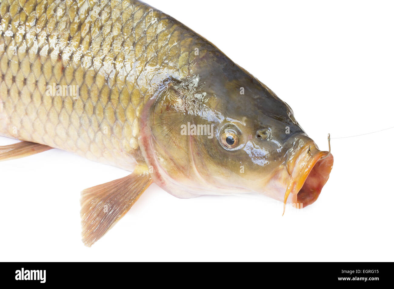 White fish big scales hi-res stock photography and images - Alamy