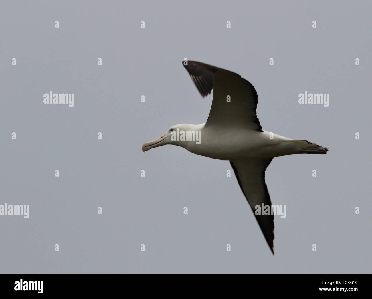 Northern royal albatross flying New Zealand Stock Photo - Alamy