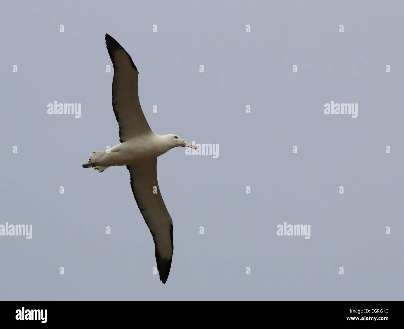 Northern royal albatross flying New Zealand Stock Photo - Alamy