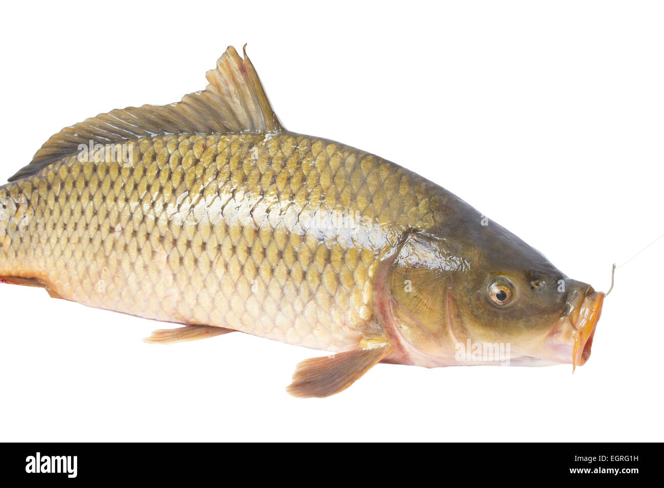 carp fish isolated on white background Stock Photo - Alamy