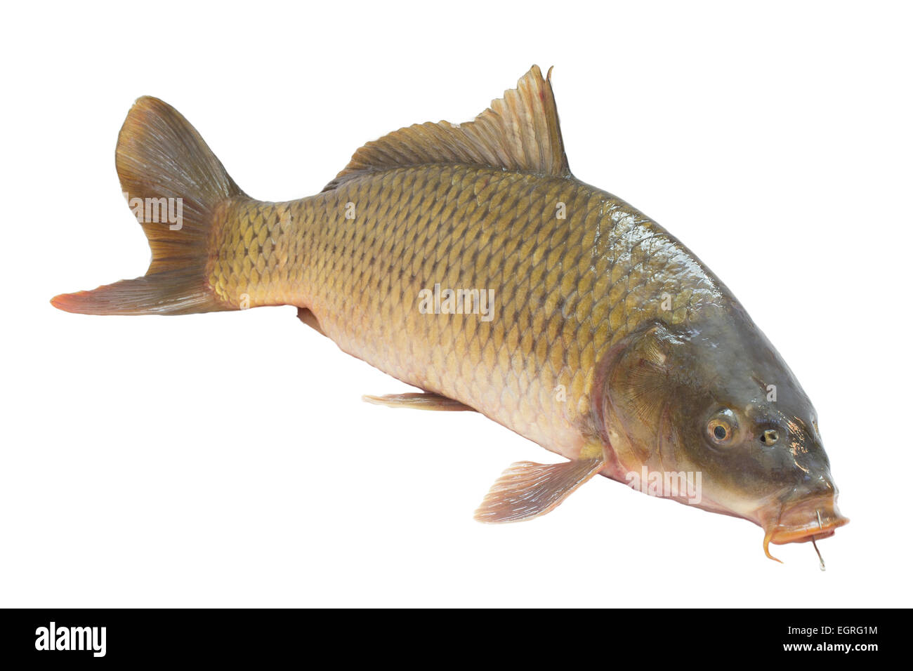 carp fish isolated on white background Stock Photo - Alamy