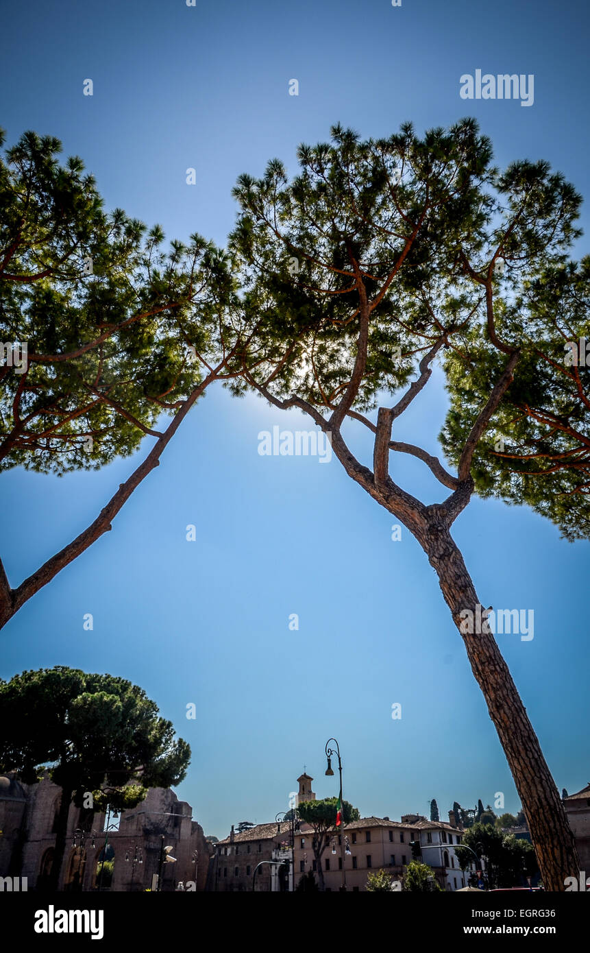 Conjoined trees hi-res stock photography and images - Alamy